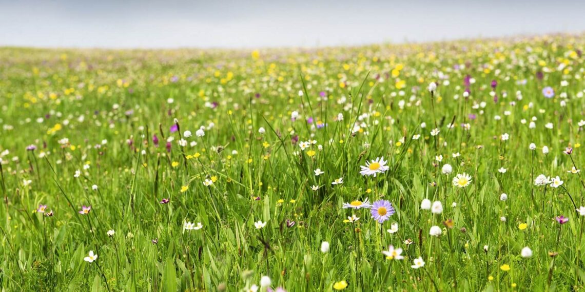 The Great Darby Plains | Dimple Times